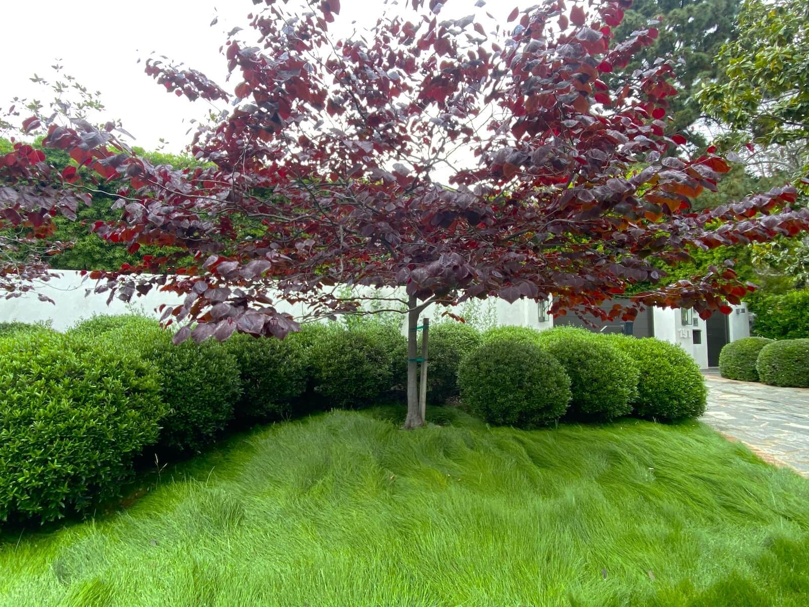 Landscape Installation | Sergio Contreras Tree + Landscape