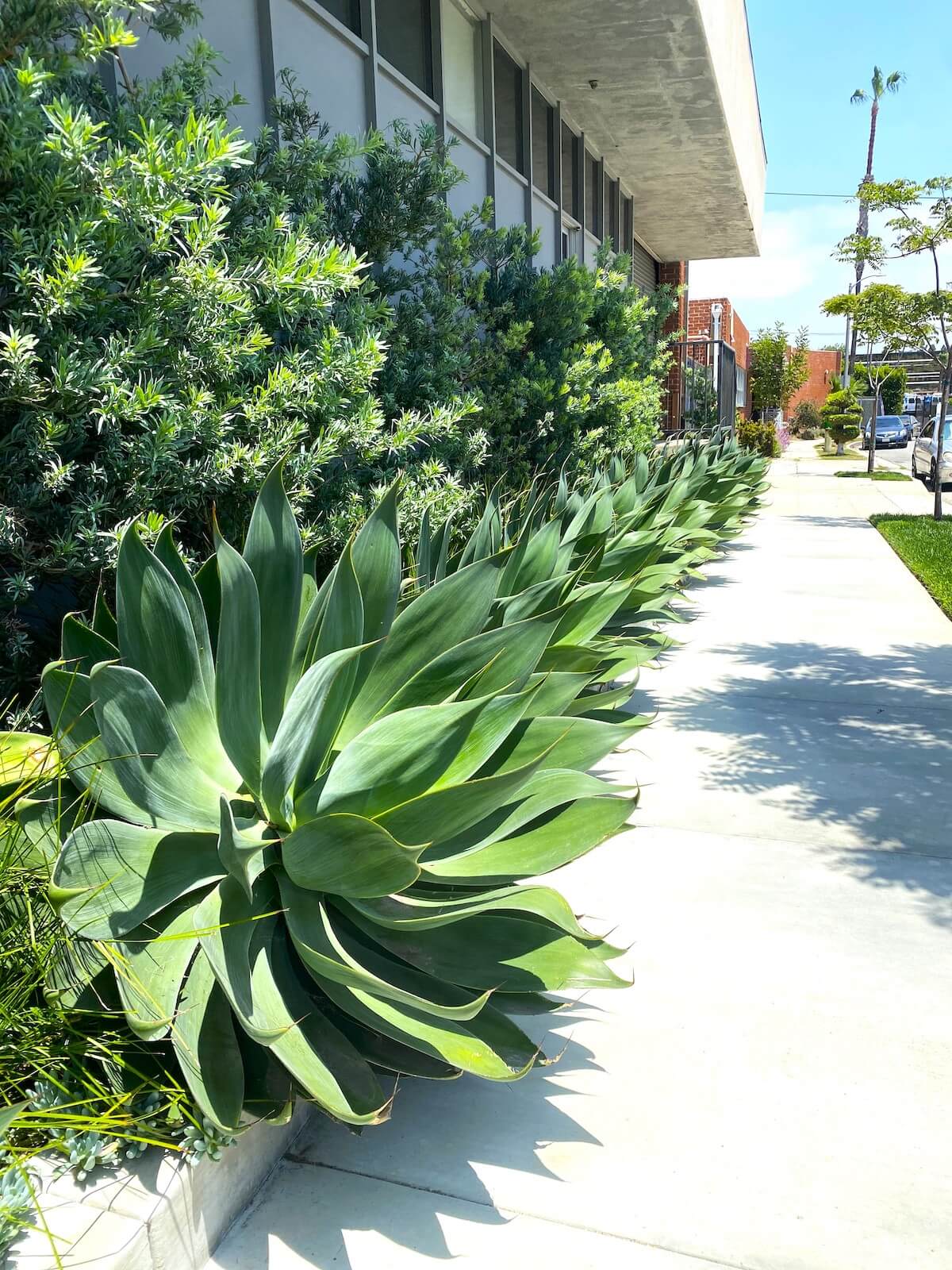 Landscape Installation | Sergio Contreras Tree + Landscape