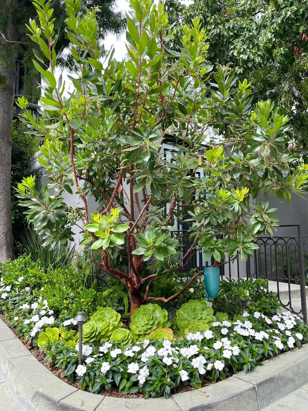 Landscape Installation | Sergio Contreras Tree + Landscape