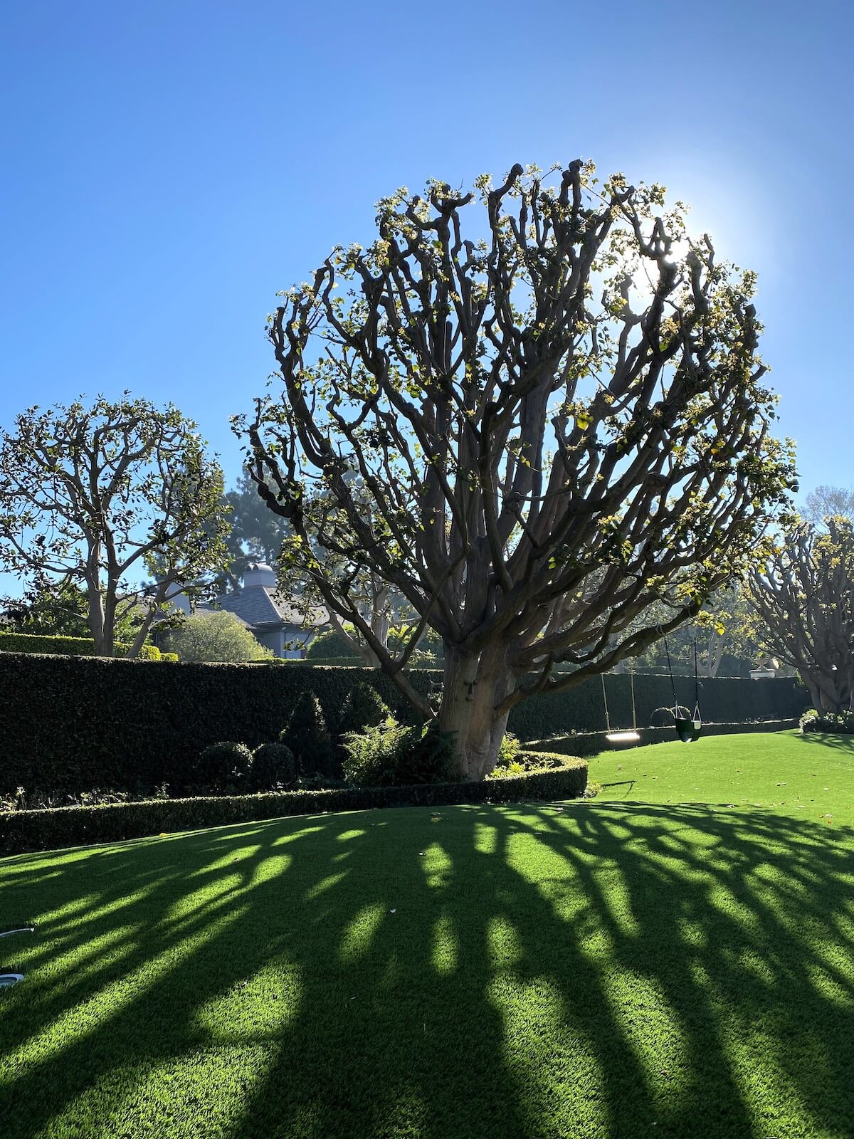 Tree Care | Sergio Contreras Tree + Landscape