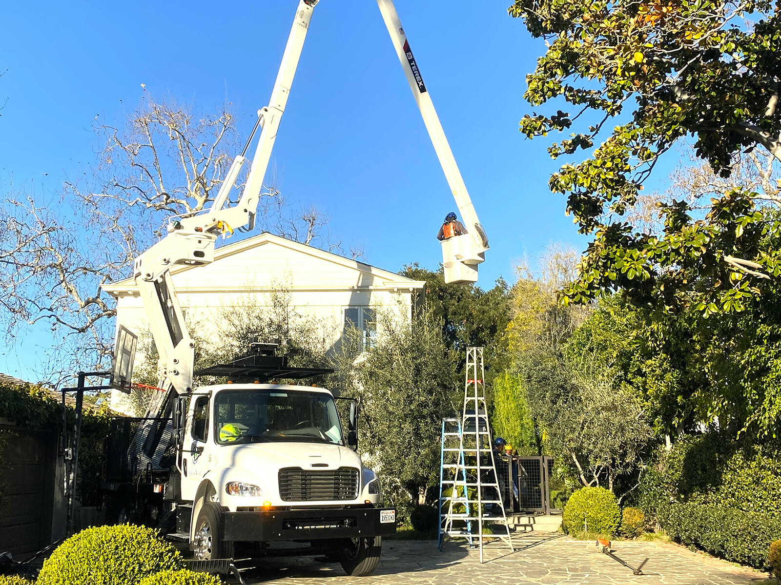 Tree Pruning | Sergio Contreras Tree + Landscape